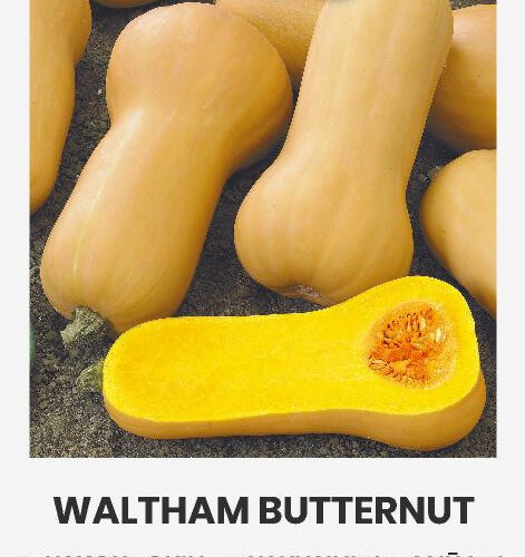 Κολοκύθα αναρριχώμενη Waltham butternut (hobby bag 2 γρ) - Γόνιμη Γη