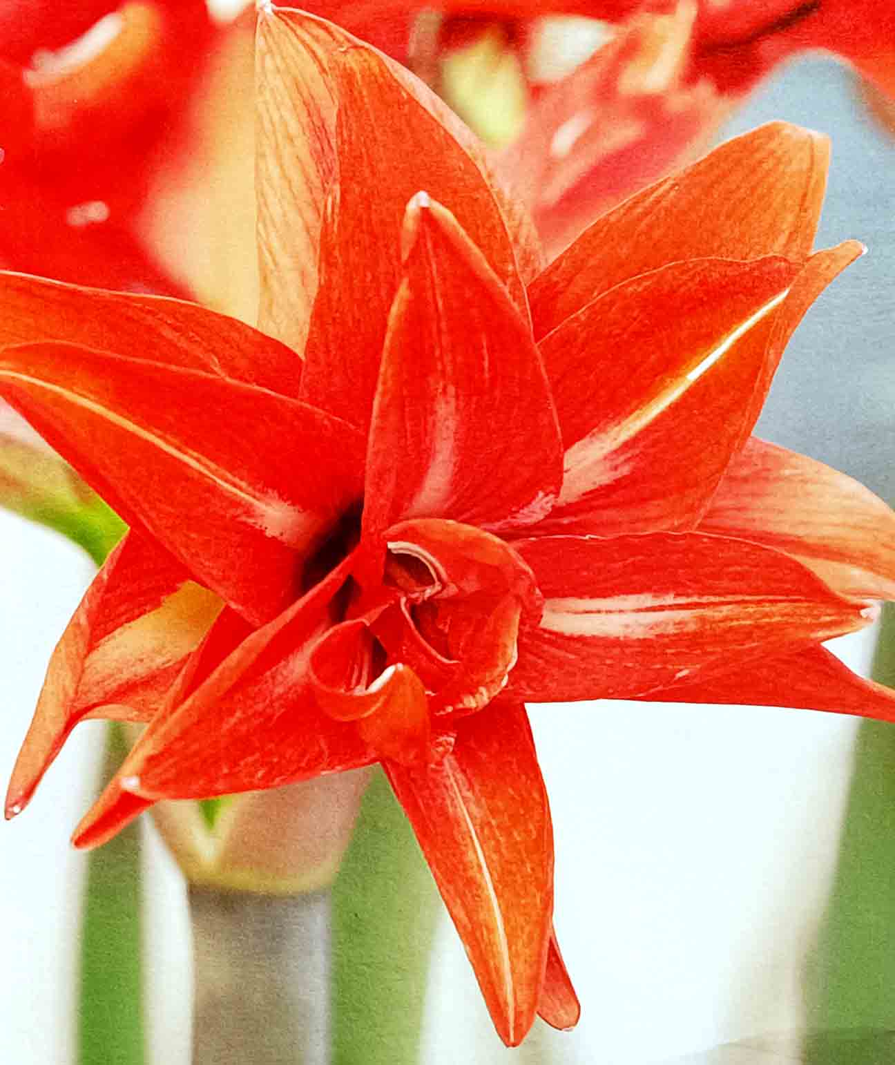 Βολβός Αμαρυλλίδα διπλή γίγας Double Delicious 30/32 - Γόνιμη Γη